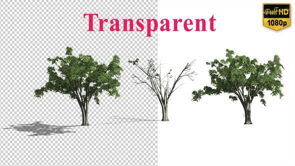 Download Realistic Tree Animation - Videohive - aedownload.com
